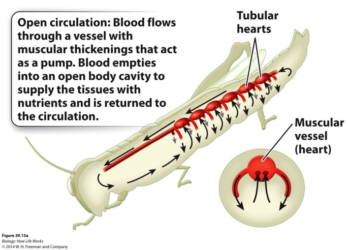 CirculationRespiration